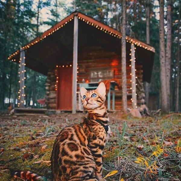 Follow Suki who is more than just a cat - Ideas24