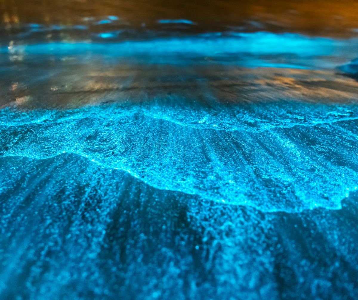 Glowing Wonders: The Enchanting Beauty of Bioluminescent Organisms ...