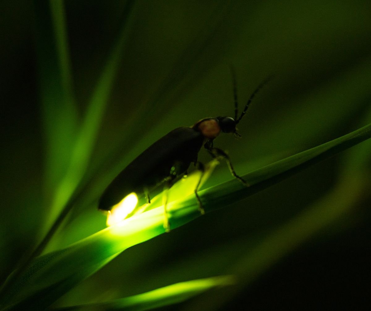 Glowing Wonders: The Enchanting Beauty of Bioluminescent Organisms ...