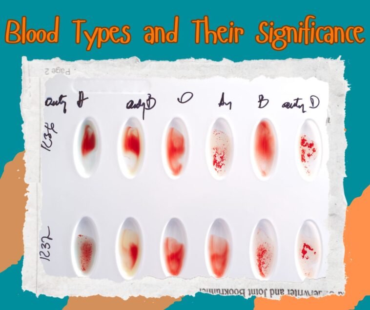 The Ultimate Guide: Unveiling the 4 Major Blood Types and Their ...