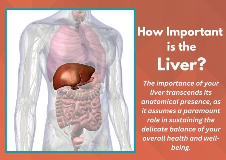 How Trivial is Your Liver? 11 Surprising Facts Revealed - Ideas24